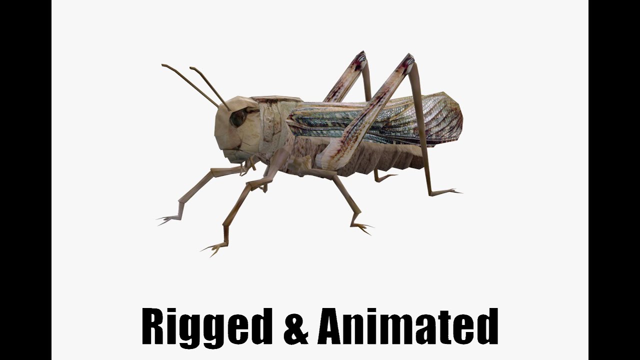3D Locust Grasshopper Animation - YouTube