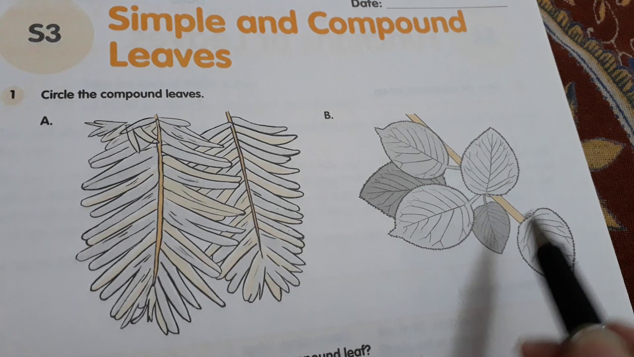 Class 3 Science Reading Of Lesson 3 And Worksheet S3 Simple And Compound Leaves Of Block 1 class-3-science-reading-of-lesson-3-and-worksheet-s3-simple-and-compound-leaves-of-block-1