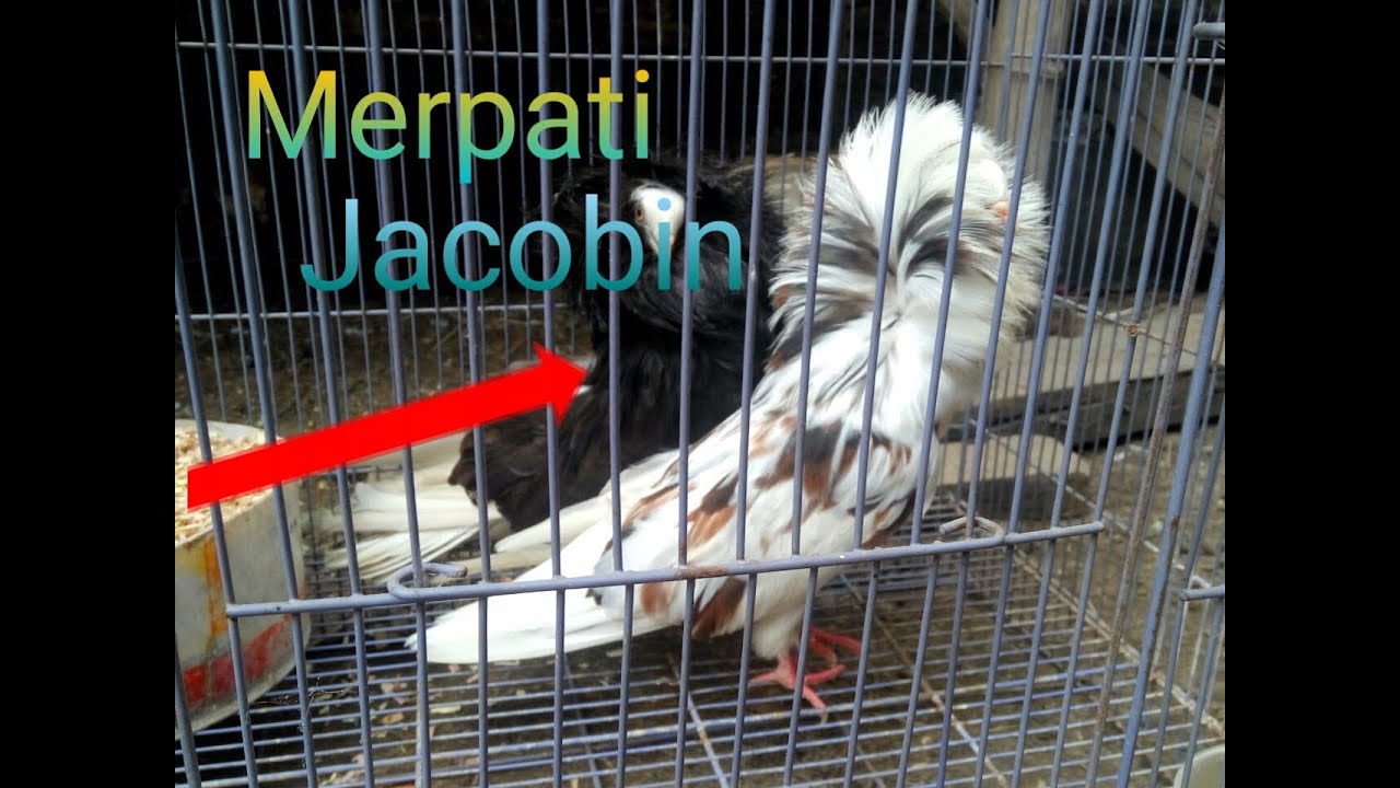 Merpati jacobin??.Ini dia merpatinya #merpatihias - YouTube