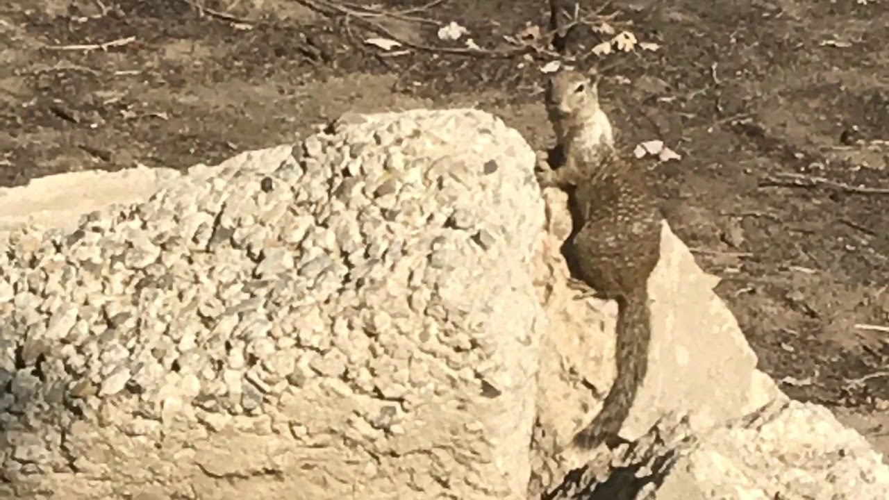 Sneaky chipmunk near CSU Bakersfield - YouTube