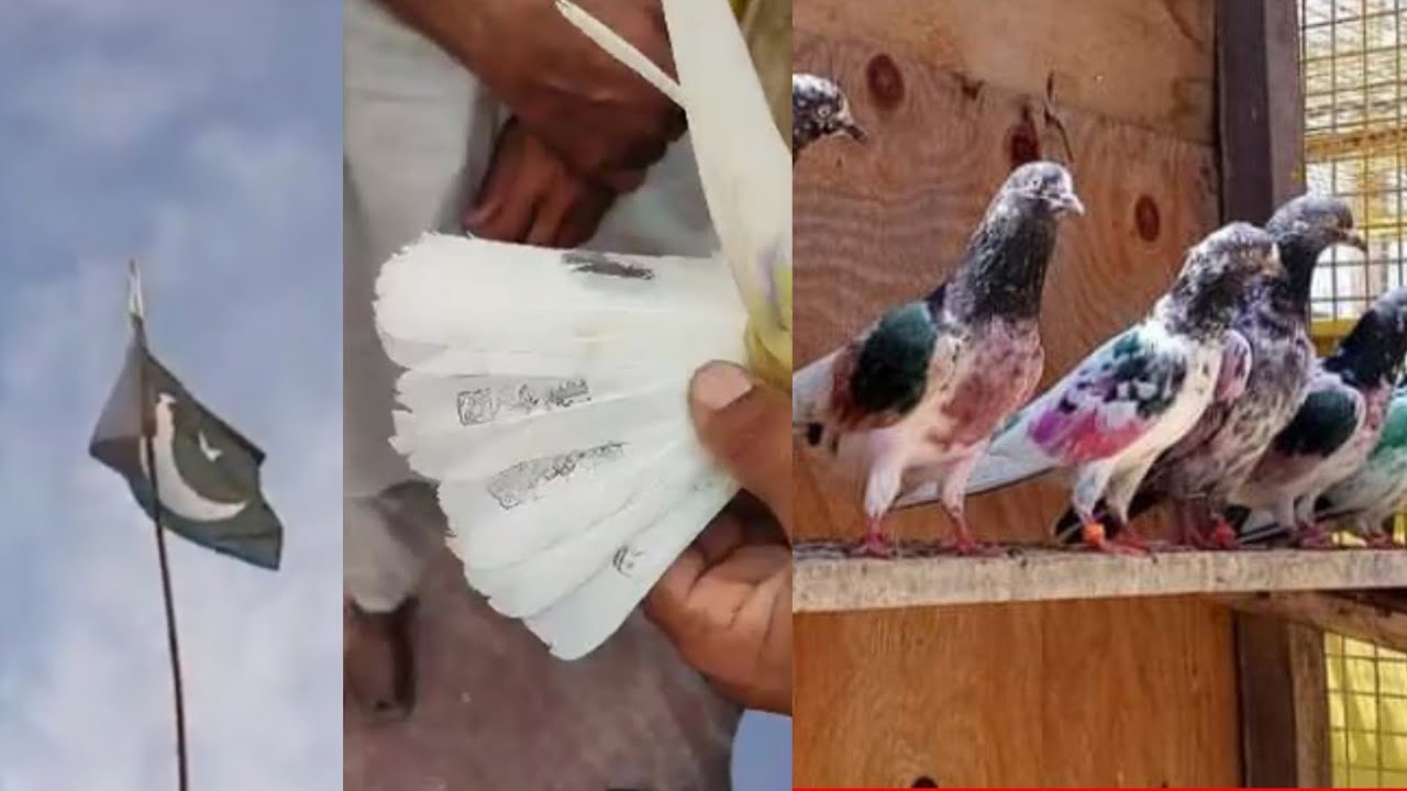 Ustad Ch Basharat Ali Jagu Head ki chat se - YouTube