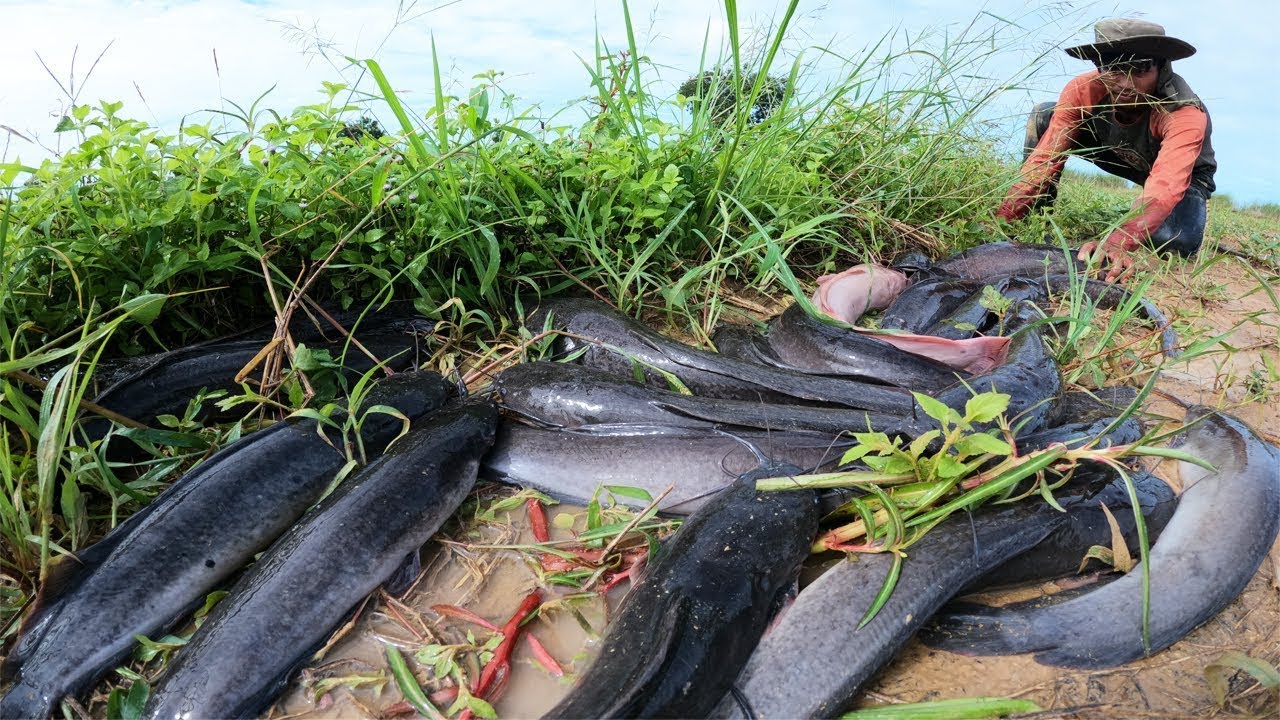 Smart Fishing Mastery: A Fisherman's Amazing Hand Fishing Skills For ...