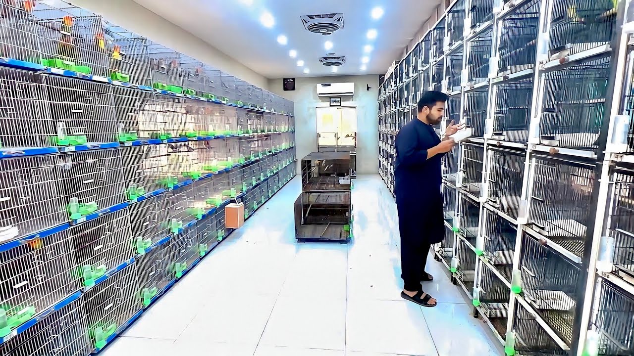 Visit Wajahat Munawar LoveBirds Breeding Setup|| Birds Farming|| Birds ...