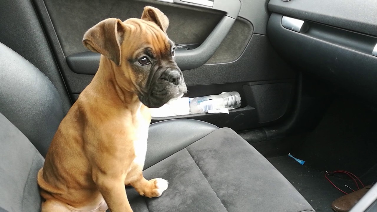 Red Boxer Dog Puppy 10 weeks old waiting on Sis - YouTube