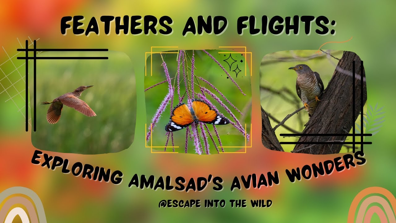 A short Birding trip to Amalsad on 3 Septmber 2023 #birding - YouTube
