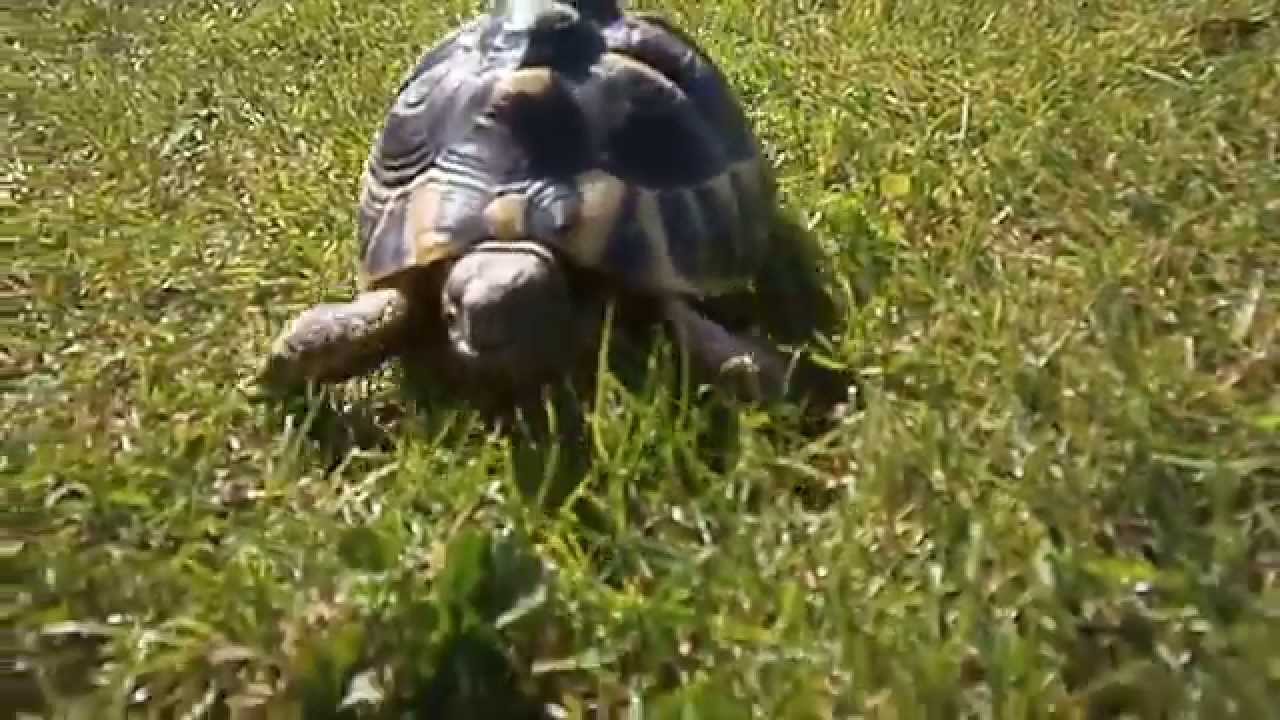 Tortoise enrichment fun! - YouTube