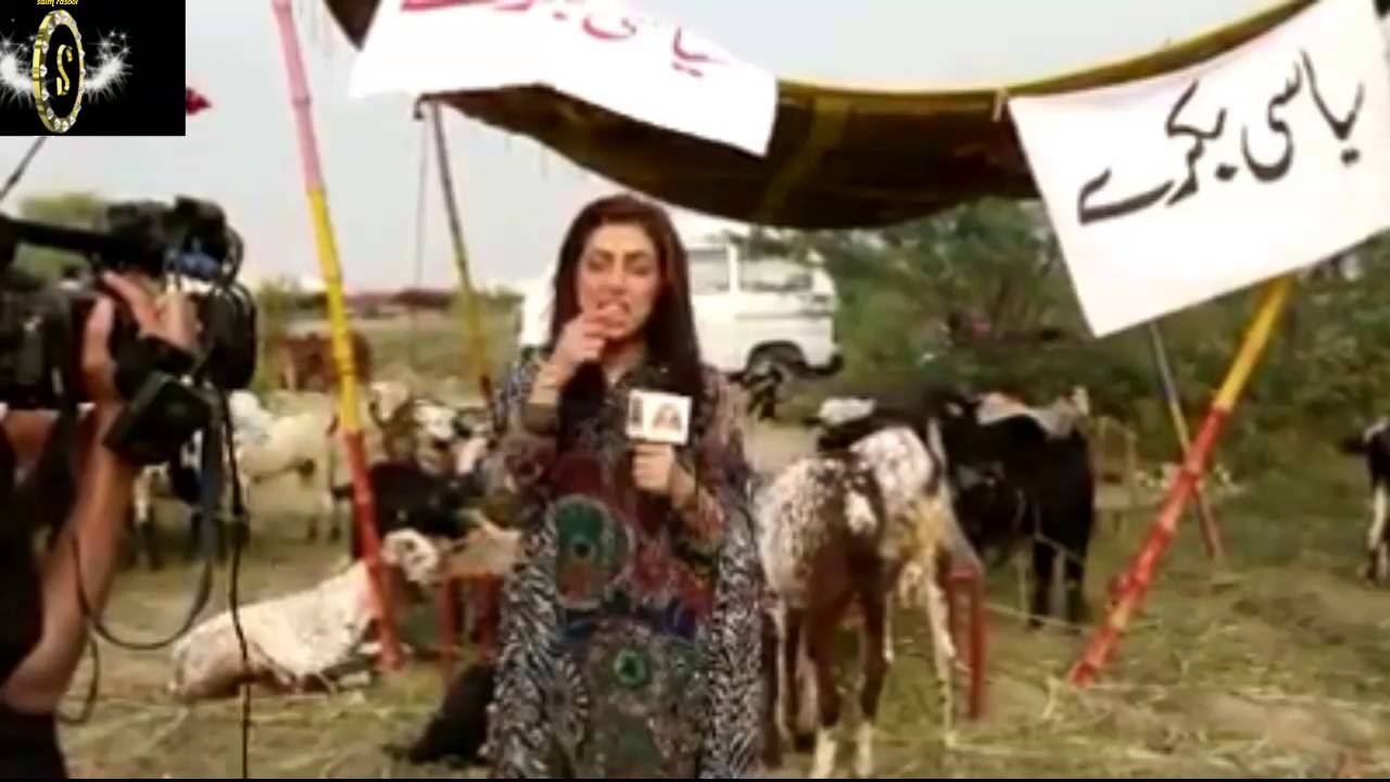Political goats - YouTube