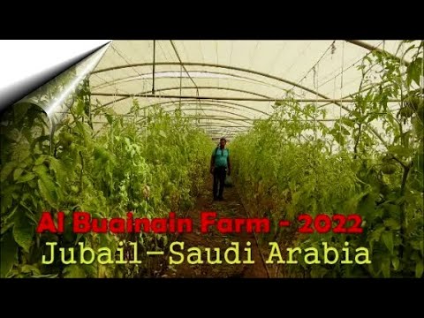 Al Buainain Farm - Jubail - Saudi Arabia - වැලි කතරේ ගොවිපොළක් – 7rm ...