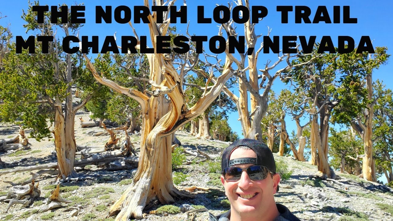 THE NORTH LOOP TRAIL MT CHARLESTON, NEVADA - YouTube