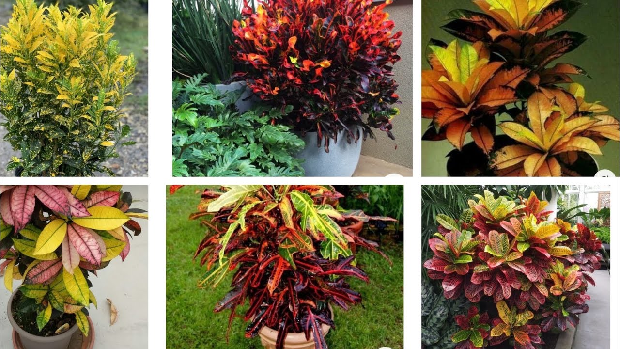 Croton Add Color To Your Garden ||Top Different types of Croton in ...