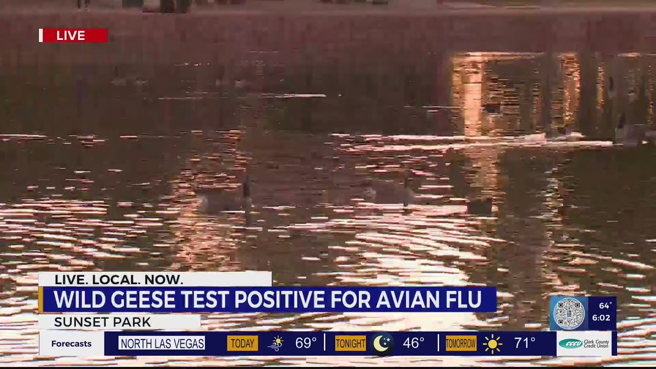 Wild geese test positive for Avian flu - YouTube