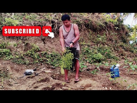PAANO MAGTANIM NG SILING LABUYO || PART 1 || HOW TO PLANT SILING LABUYO ...
