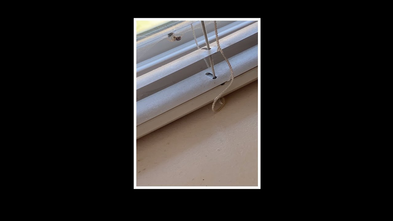 I've seen too much *close-up spider sighting, in action* - YouTube