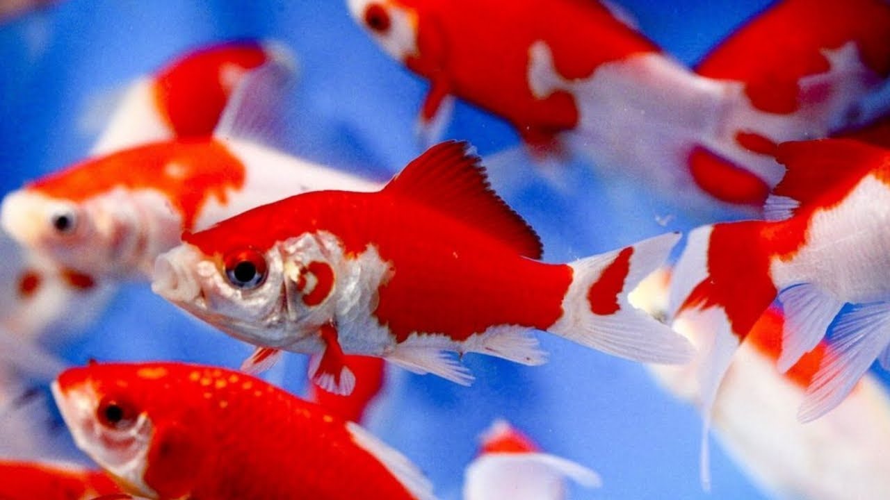 Ikan Komet Si Ekor Panjang Penghias Aquarium Air Tawar - YouTube