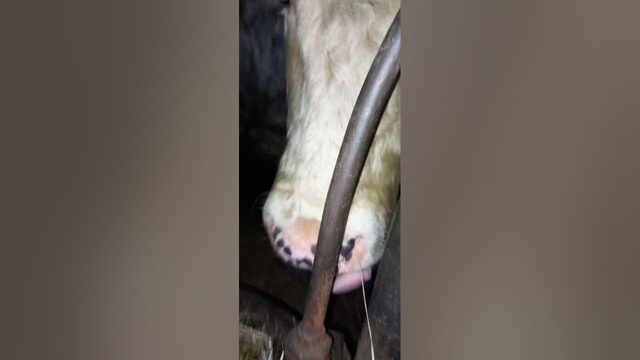 Gustaw to fajny byk - YouTube