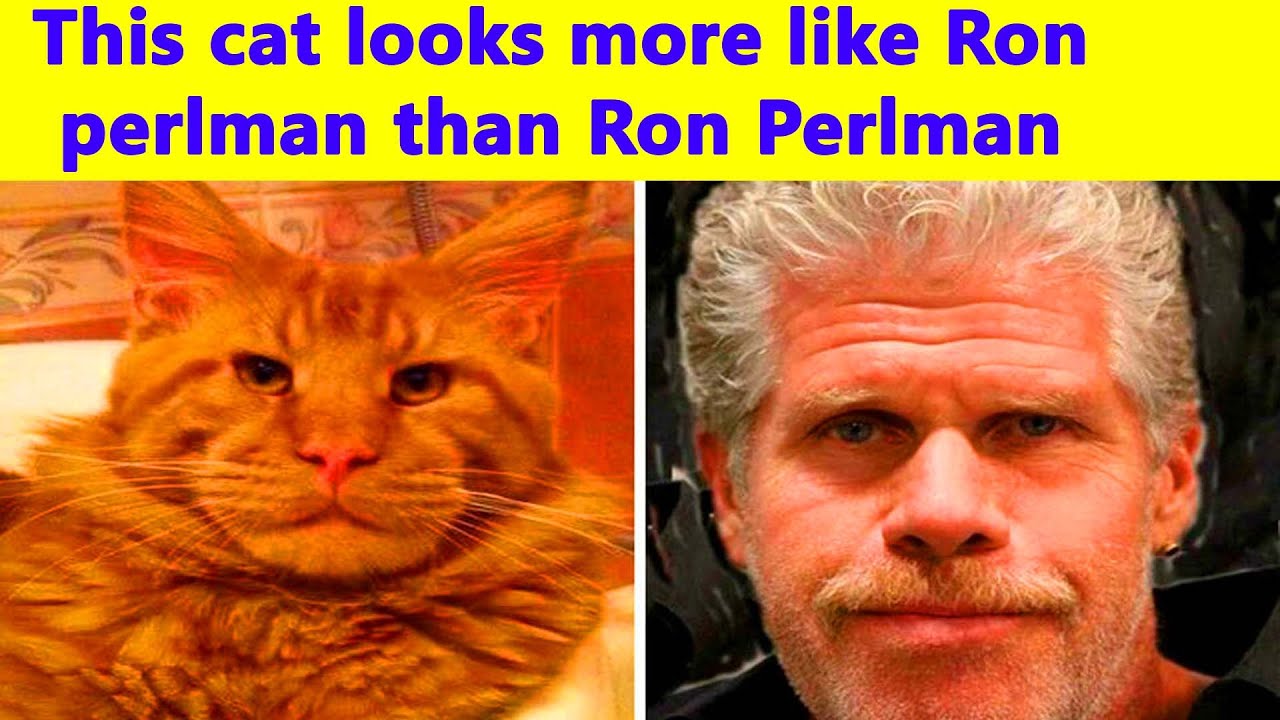 The Best Doppelganger Photos Shared In The “Walmart Celebrities” Online ...