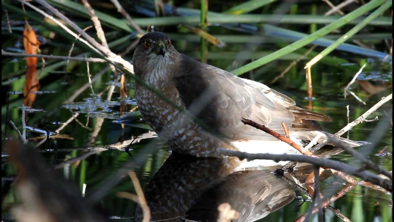 "River Raptor" - YouTube