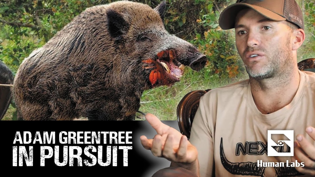 Saving A Friend From A Wild Boar Attack | Adam Greentree: In Pursuit #4 ...
