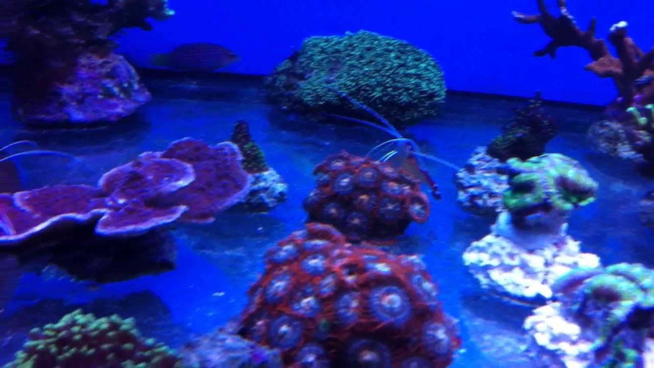 Pesti corali nevertebrate acvarii marine - YouTube