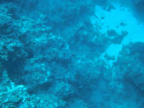 Free diving in Korinthiakos, 27m depth.AVI - YouTube