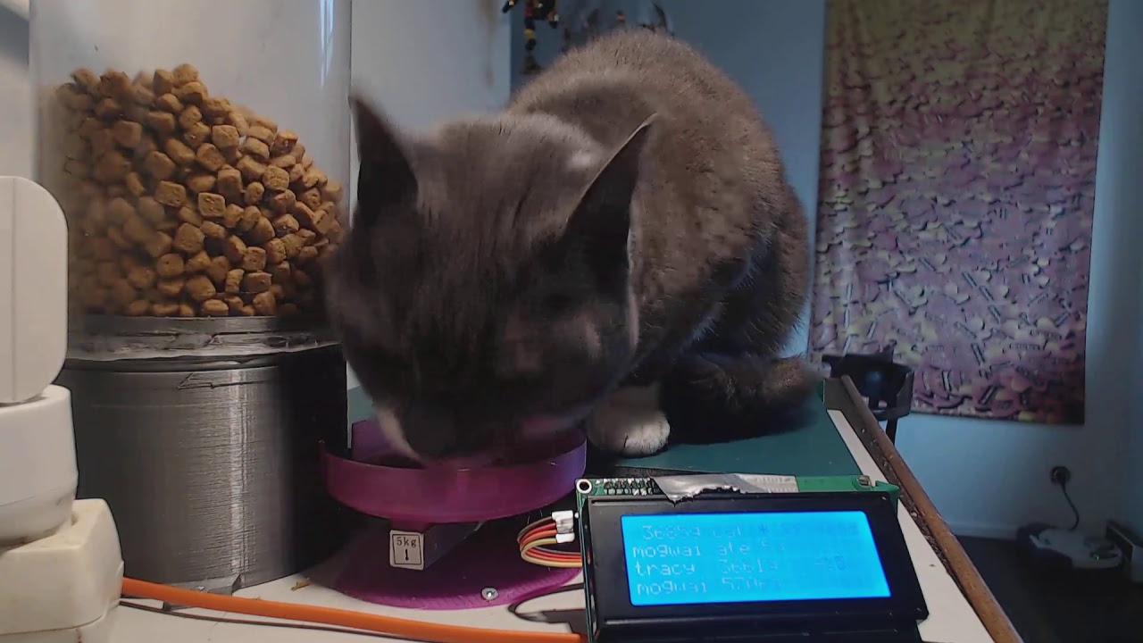 Meowton Live cat stream - YouTube