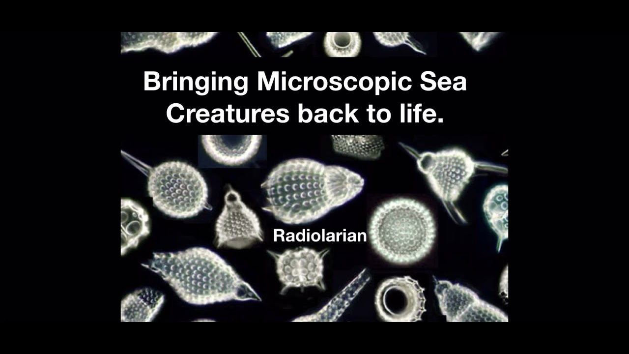 Bringing Microscopic sea creatures back to Life - YouTube
