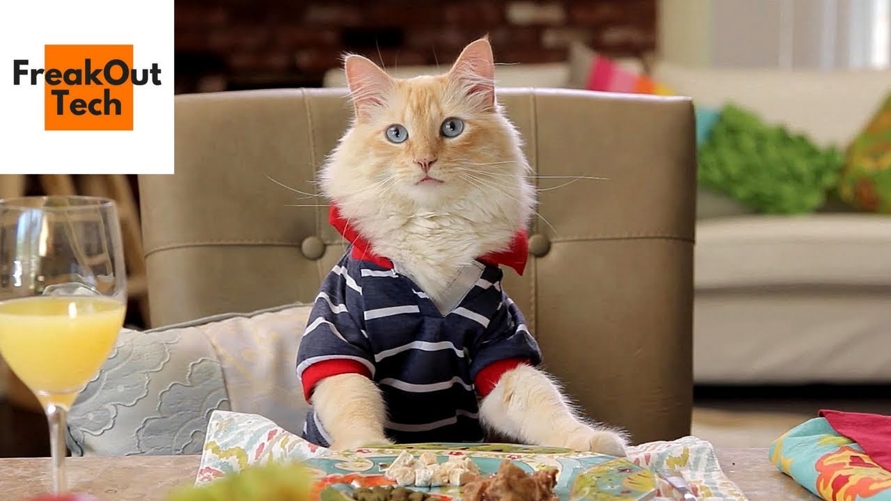 5 Incredible Inventions For Your Cat #8 - YouTube