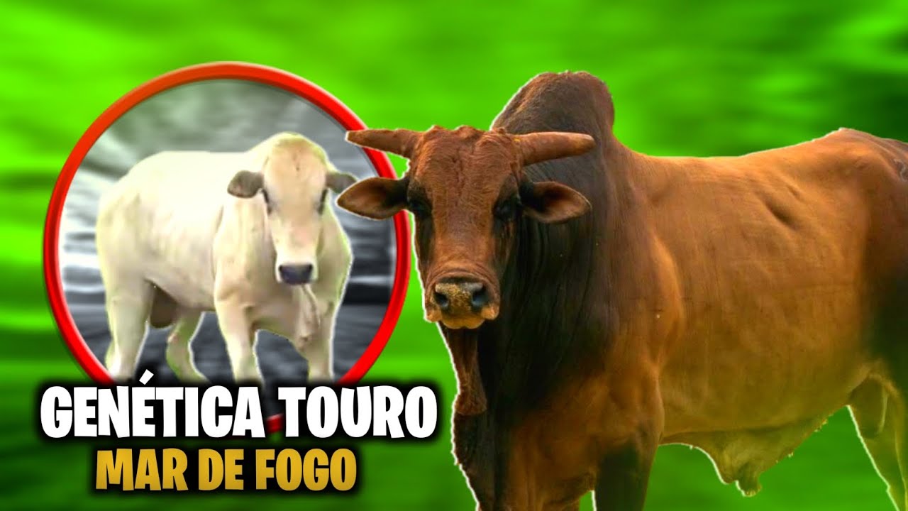 FILHO DO TOURO MAR DE FOGO DA CIA TERCIO MIRANDA - YouTube