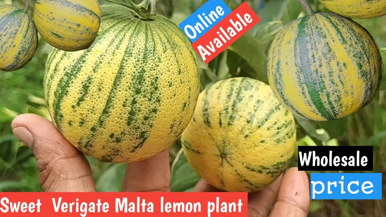 Sweet Verigate Malta lemon fruit &plant/80 lemon variety plant ...