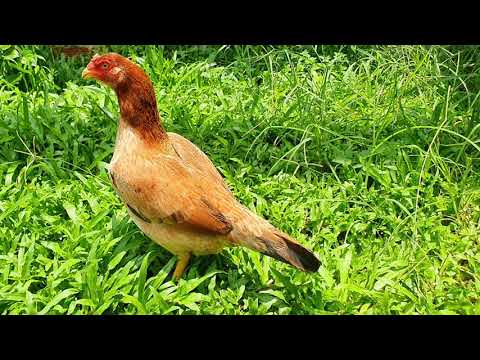 Bobby Boles Asil pullet - YouTube