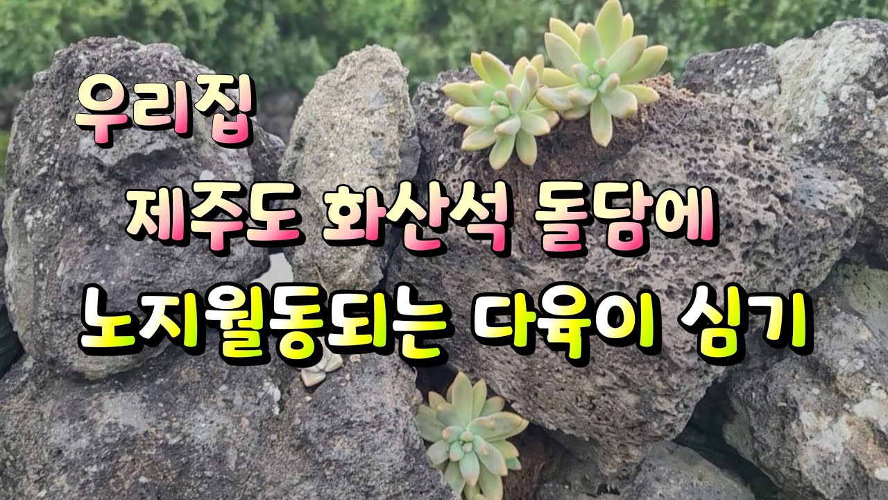 제주도 화산석 돌담에 노지월동 되는 다육이심기 다육식물 다육이 다육이키우기 다육하우스 Youtube