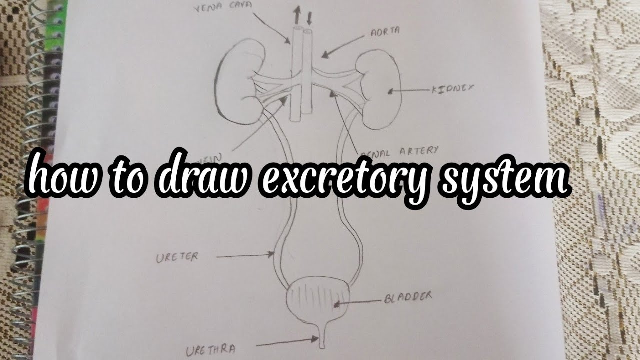 how to draw excretory system in easy way #tenrding #youtube - YouTube
