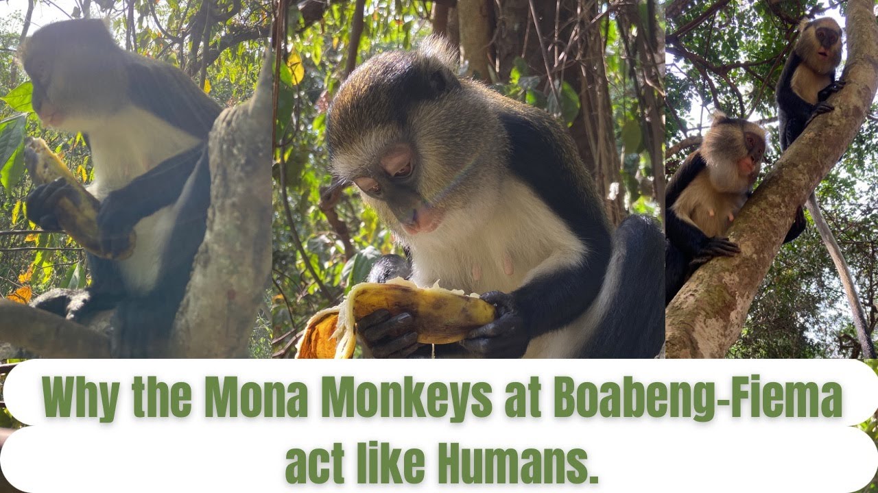 why the Mona Monkeys at Boabeng-Fiema Act Like Humans, Ghana. - YouTube