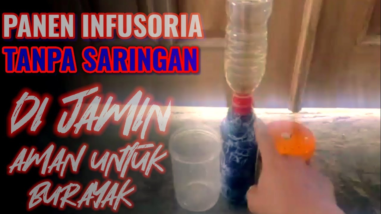 CARA PANEN INFUSORIA PAKAN ALAMI BURAYAK CUPANG UMUR 4 HARI - YouTube