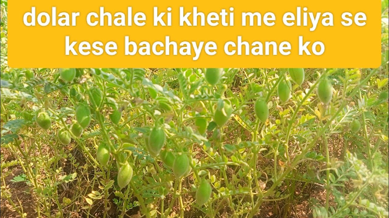 डॉलर chane me eliya ke prakop se kese bachaye chane ko chane ki kheti ...