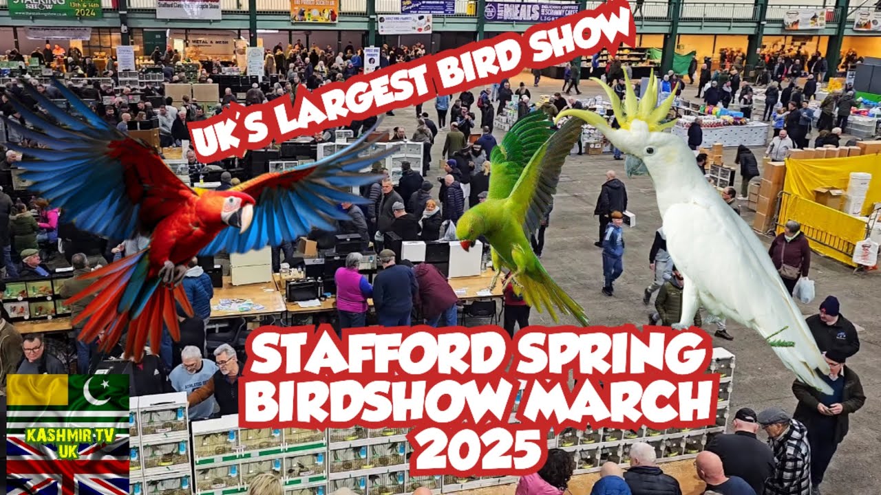 Stafford Spring Bird Show 2025 | UK'S Largest Bird Show | Bird Show ...