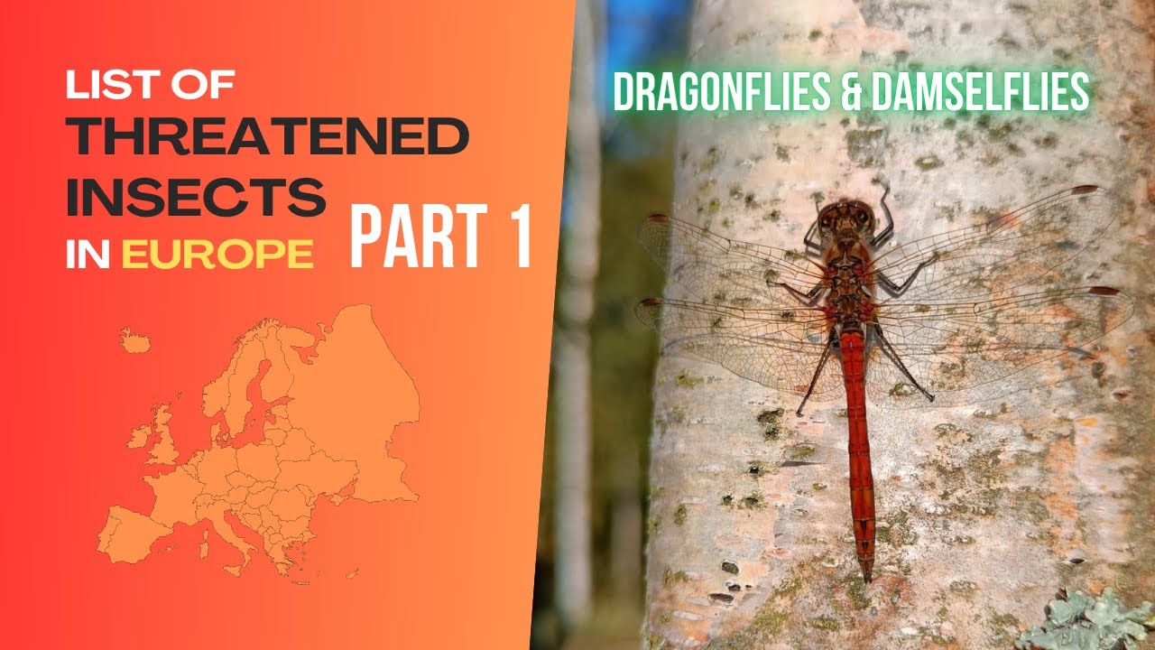List of Threatened Insects in Europe Part 1 (Dragonfly & Damselfly ...