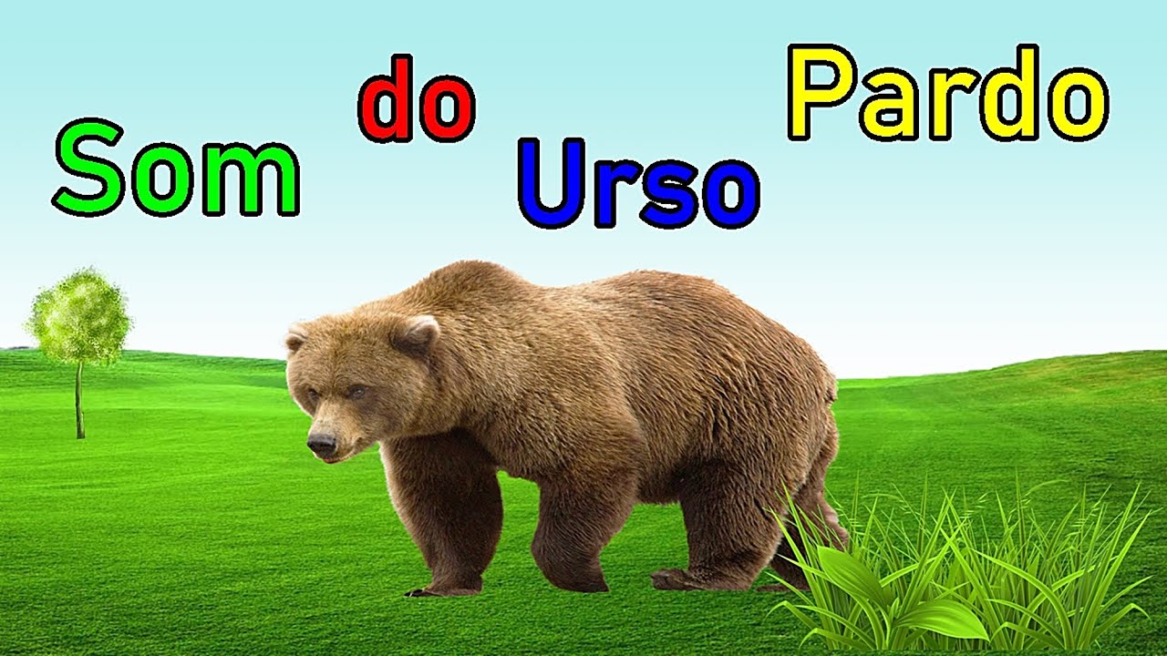 🐻 Barulho estrondoso do urso pardo selvagem e suas características ...