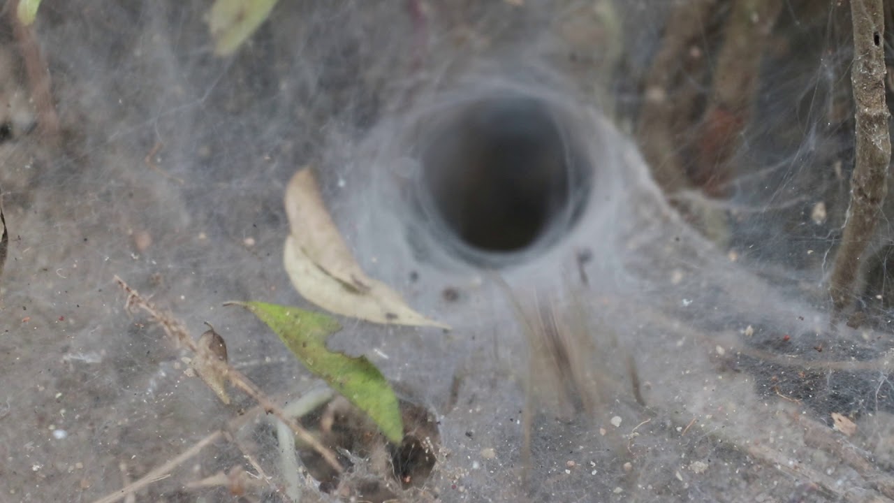 Indian Funnel Web Spider - YouTube