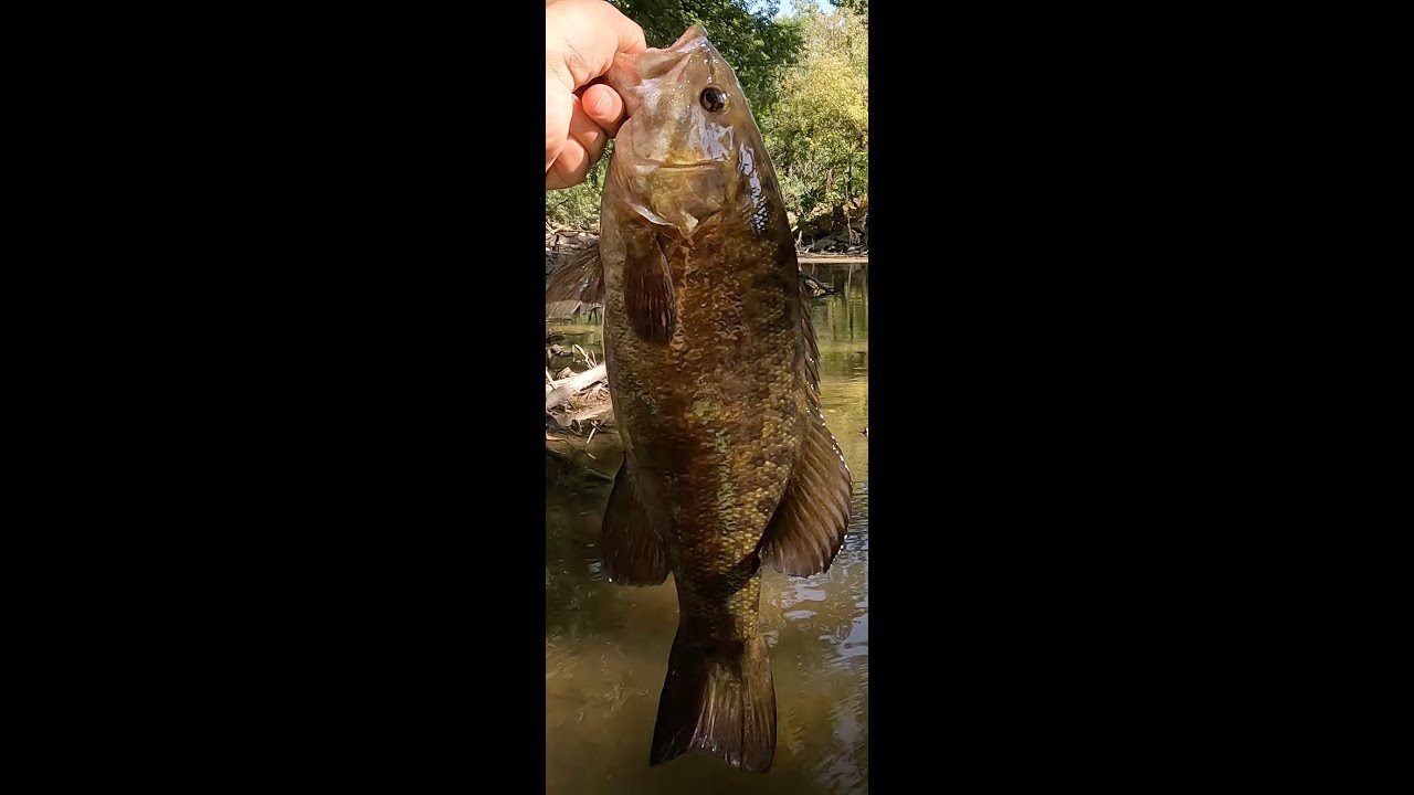 Caught 10 (5 smallmouth, 4 pike, and a largemouth). The best ...