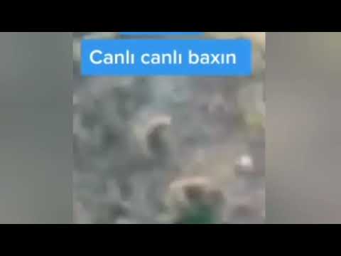 TƏCİLİ Canlı döyüş gedir ,çəkirik buda canavarlar.Ay maşallahlar olsun.Baxın görürsünüz Dua edin..