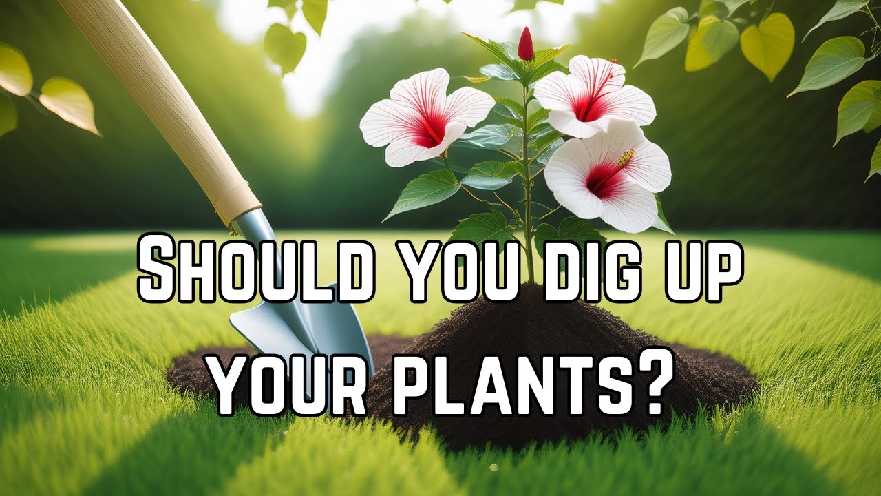 How to fix a plant that just won't thrive in the garden - YouTube