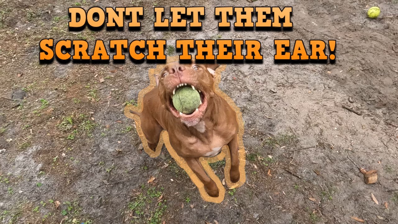 DON'T ignore your dog's ear scratching! - YouTube