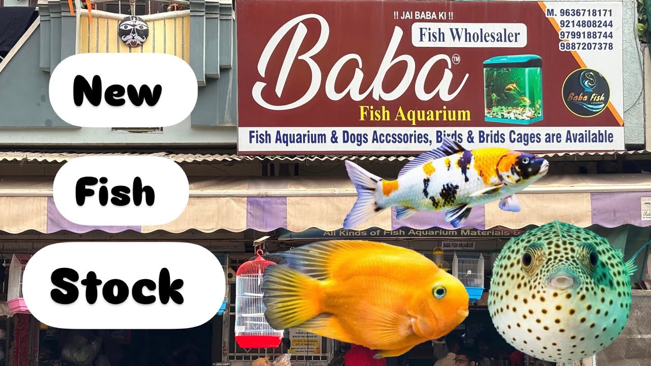 🤩new fish stock available baba fish aquarium kota#youtube #kota # ...