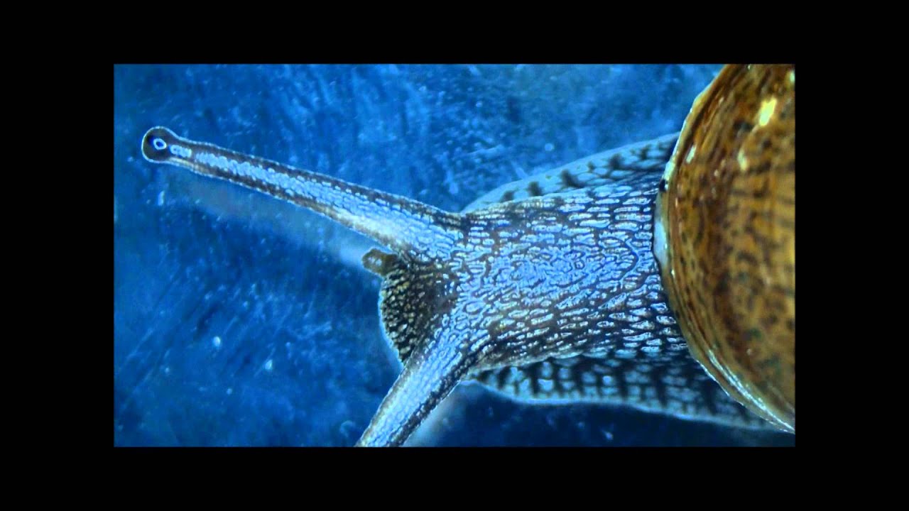Stereo Microscope: Snail "Treadmill" - YouTube