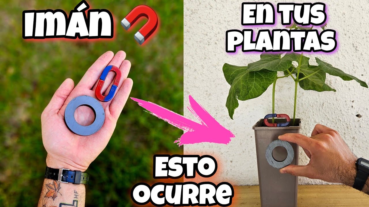 🧲 IMANES en tus PLANTAS! Pon 1 y MIRA que sucede AL INSTANTE ...