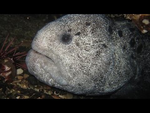 Wolf Eel & Puget Sound King Crab | Dolphin Beach | Nanoose Bay ...
