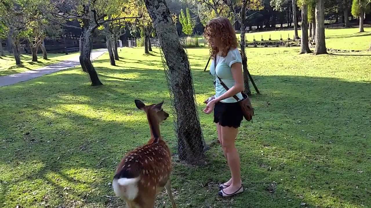 Japanese Bowing Deer in Nara - YouTube