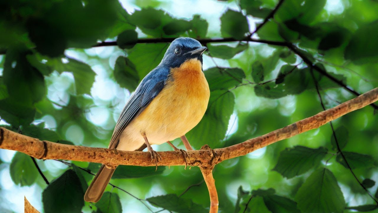 Bird Songs - 10 HOURS of Birds Singing in the Forest - Nature ...