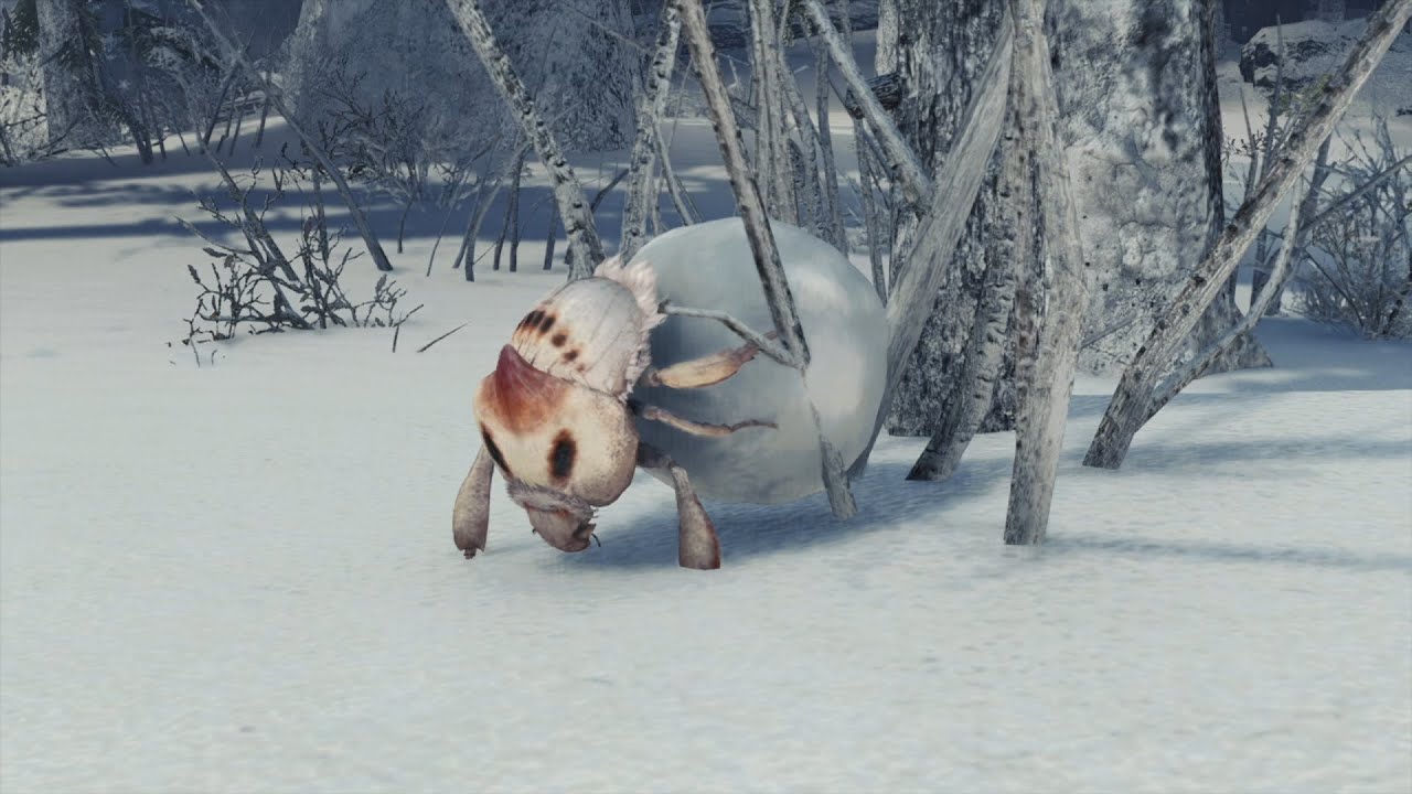 Borealis Bestiary - Rime Beetle Ecology (Nature Documentary) - YouTube